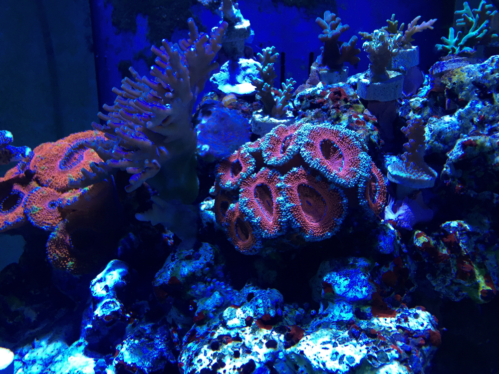 How do I remove an acan from live rock? | Reef2Reef