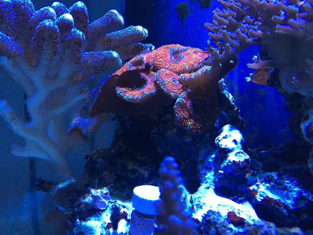 How do I remove an acan from live rock? | Reef2Reef