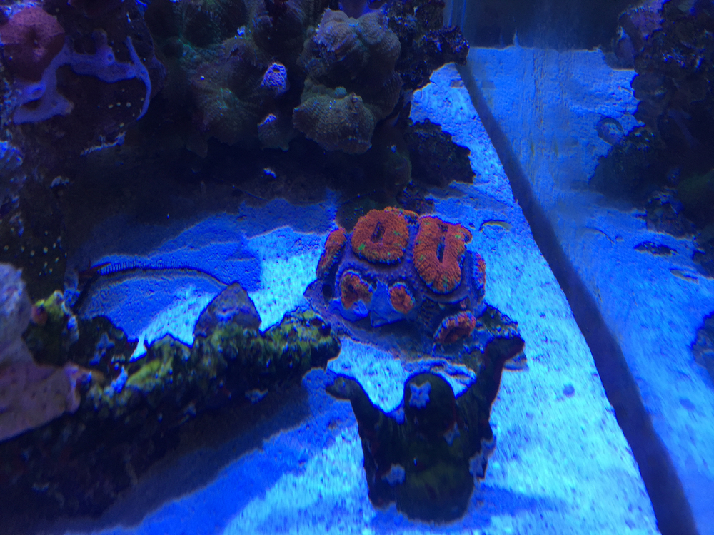 How do I remove an acan from live rock? | Reef2Reef