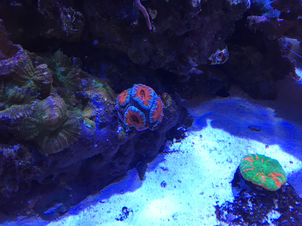 How do I remove an acan from live rock? | Reef2Reef