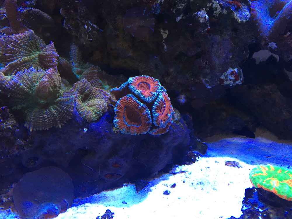 How do I remove an acan from live rock? | Reef2Reef