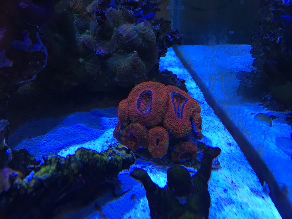 How do I remove an acan from live rock? | Reef2Reef